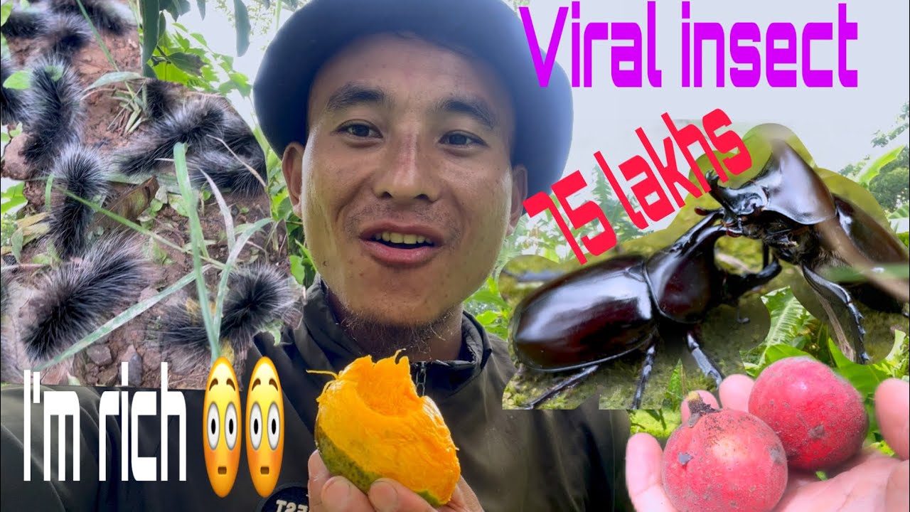 One day surviving || Alone in a jungle || viral insect || village boy ...