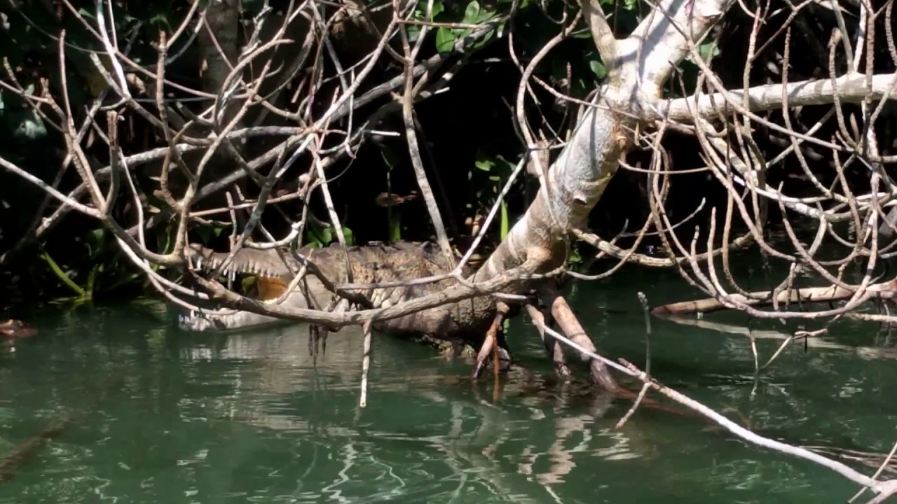 Crocodile chilling on Black River - YouTube