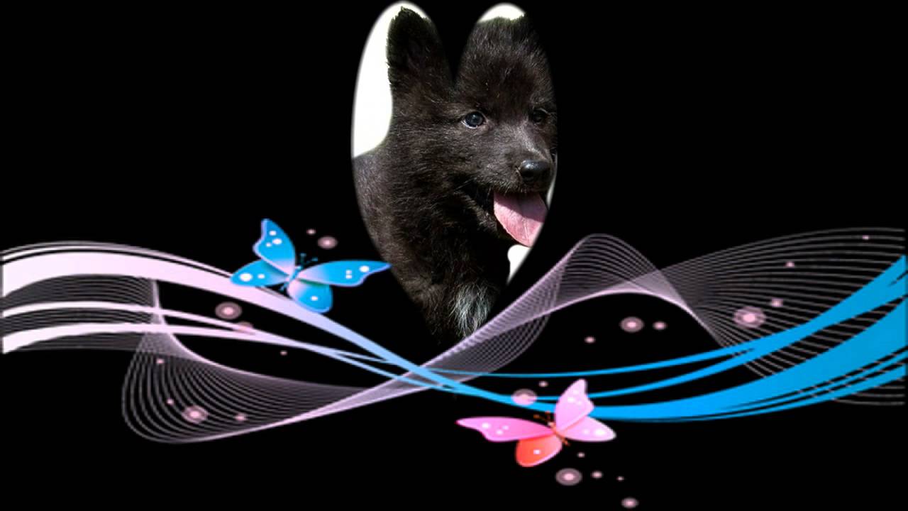 Wolf Pup Strut - YouTube