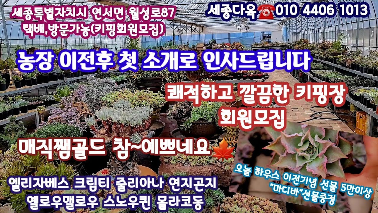 세종다육 농원이전후 첫소개 착한국민다육군생입고🌼키핑회원모집🌼매직쨈골드 옐로우맬로우 비바칠레 블루엘프4천 페리도트3천 줄리아나등
