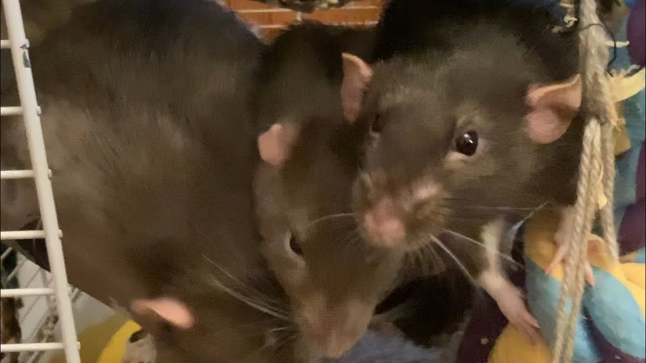 3 little rats waiting for food impatiently - YouTube