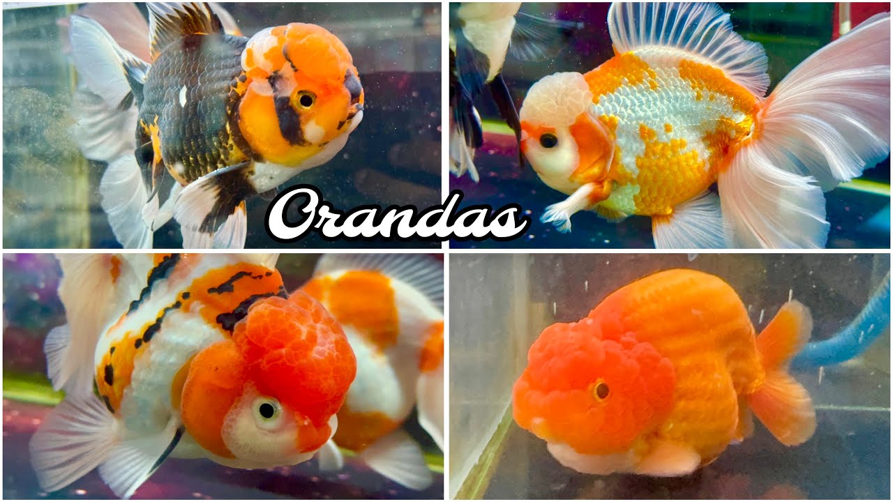 Thai Oranda Goldfish at 9.9 India Fish Aquarium Kurla Mumbai - YouTube