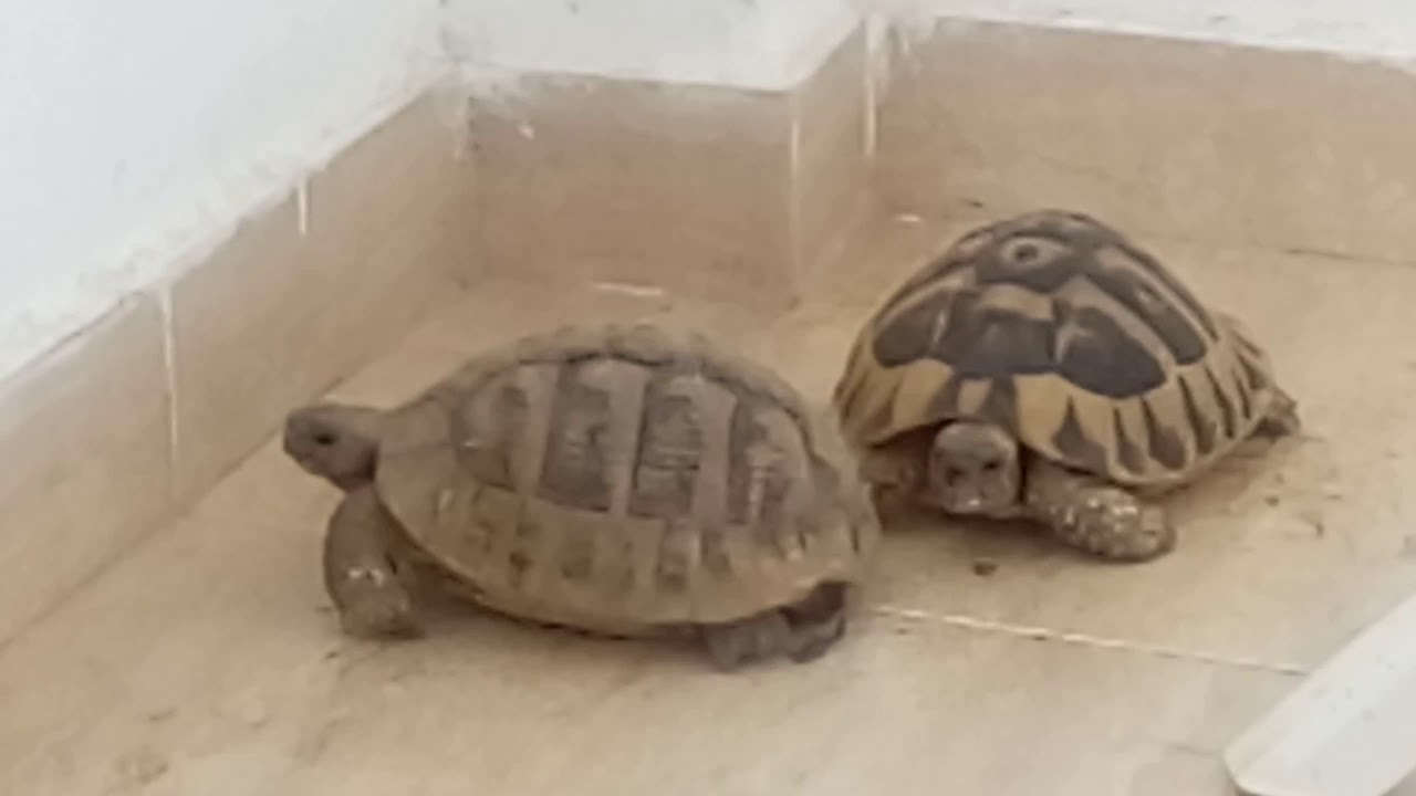 Tirana Two turtles together. - YouTube
