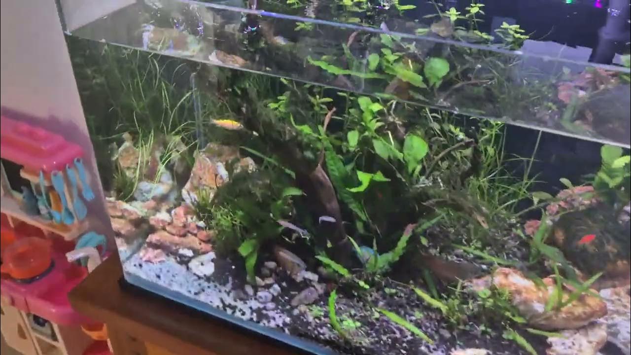 Aquascaping Journey E2: My Tank - YouTube