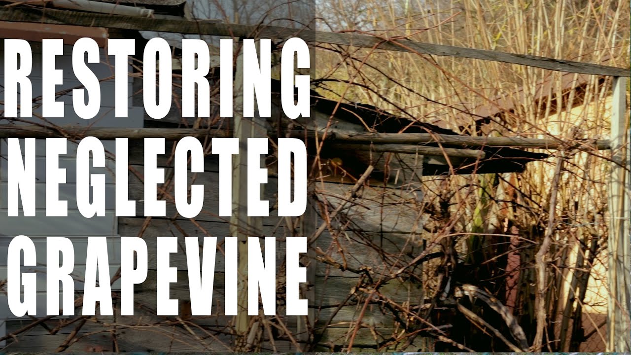 Restoring a Neglected Grapevine | How to Restore & Propagate Any ...