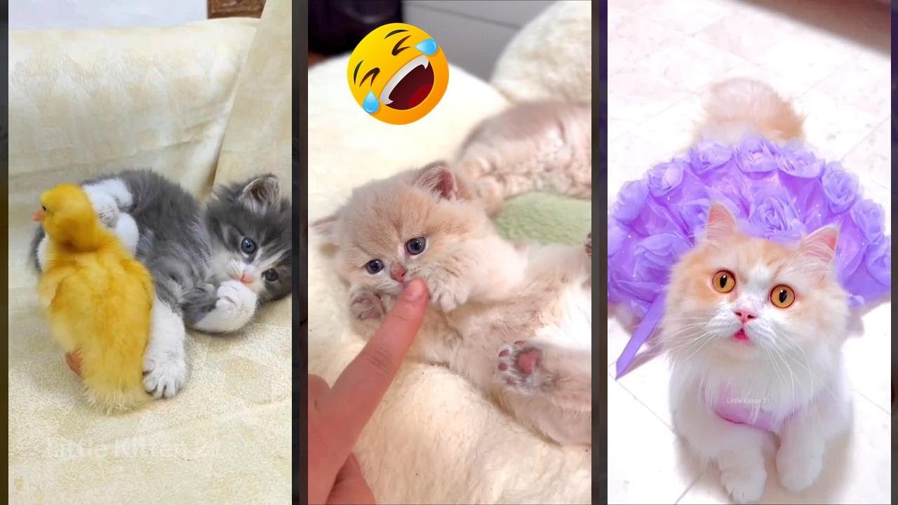 Cat Funny Videos 🐱 #cat 🐱 #FunnyCats #1436 - YouTube