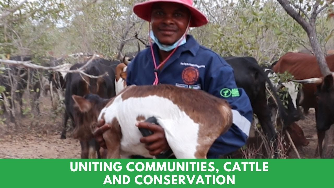 Uniting Communities, Cattle And Conservation - YouTube