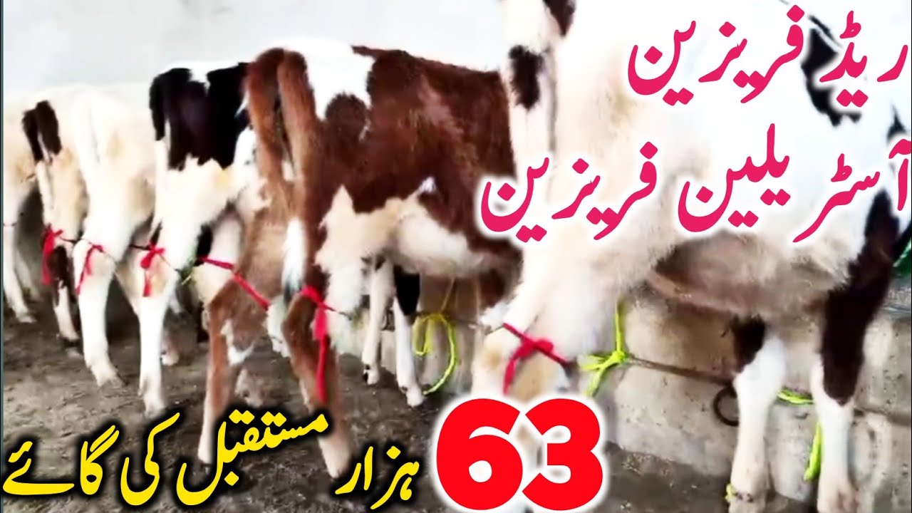 Holstien Friesian Red Friesian Dutch Hiefers Gondal Mandi Attock ...