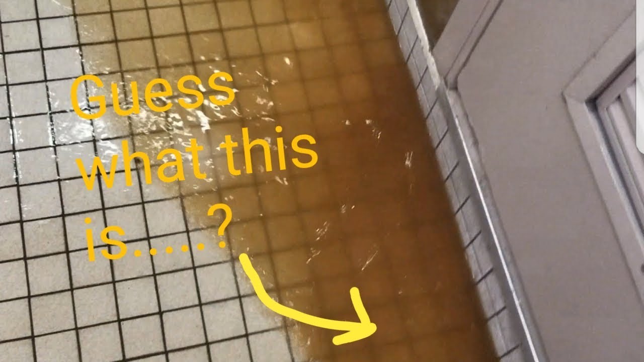 Poop flood - YouTube