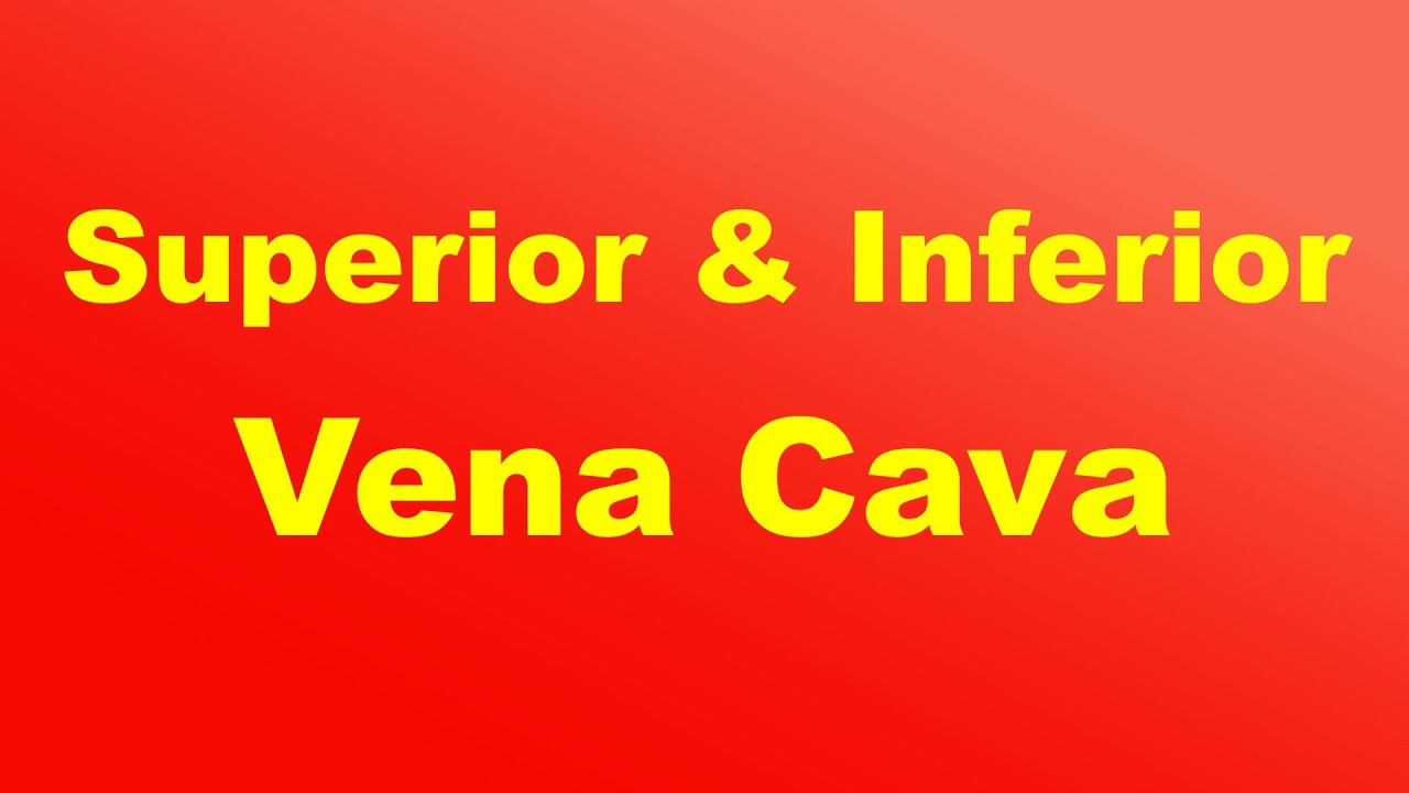Superior and Inferior Vena Cava I Blood Flow - YouTube