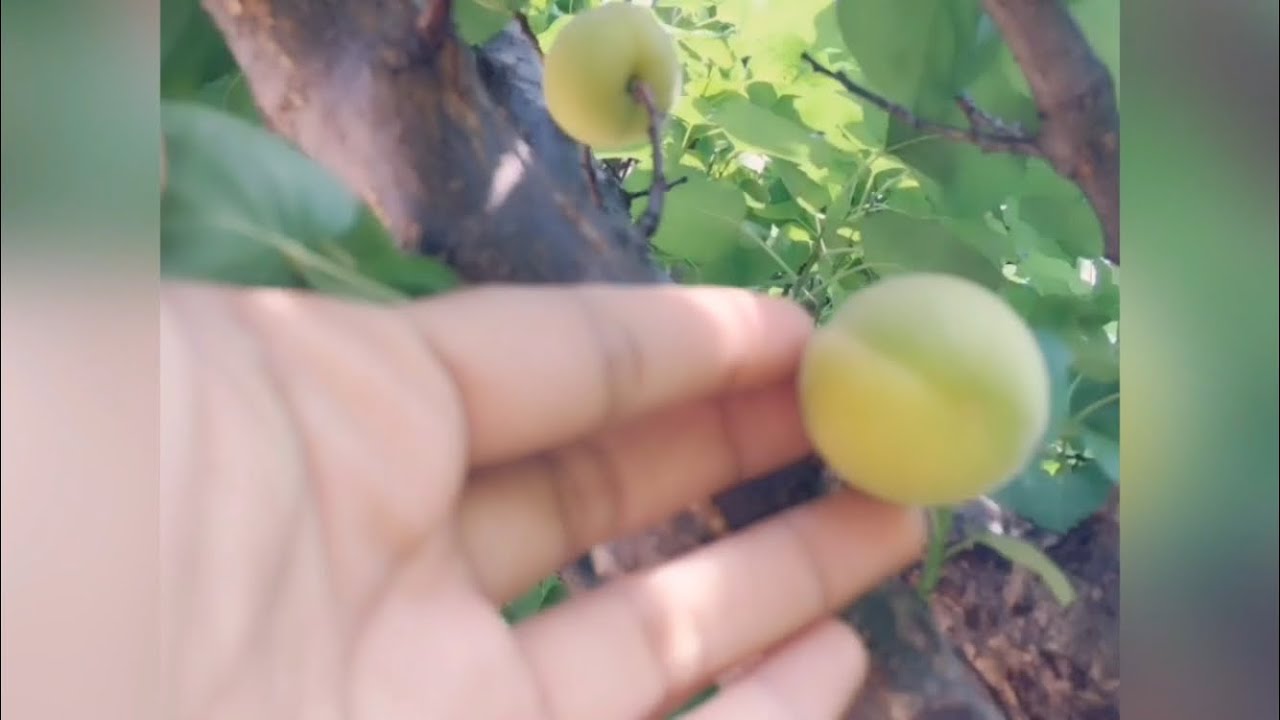 Khubani ka tree/fresh fruit - YouTube