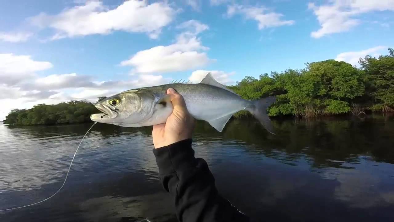 How to catch bluefish in Florida - YouTube