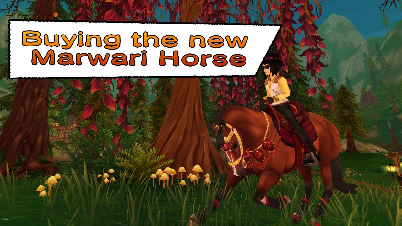 Buying a Marwari SSO + Special bridles - YouTube