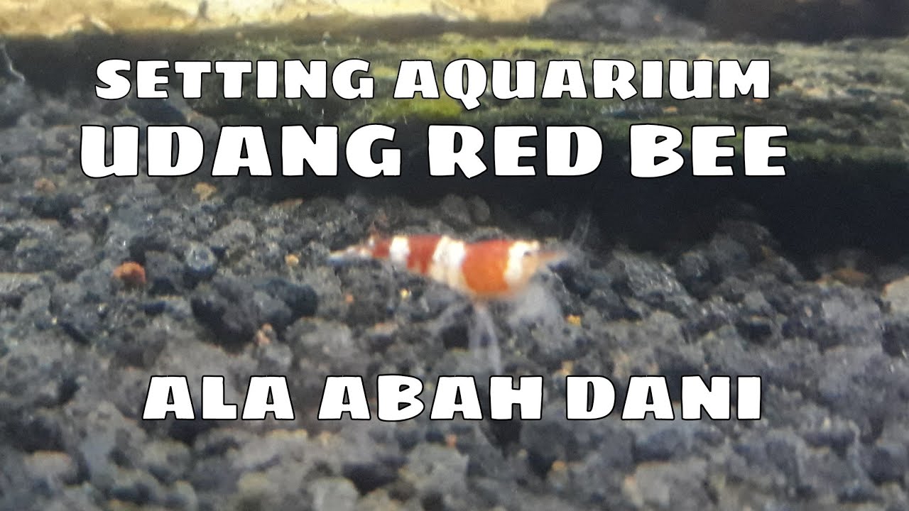 Tutorial seting aquarium udang hias Red Bee ala abah dani sumedang ...