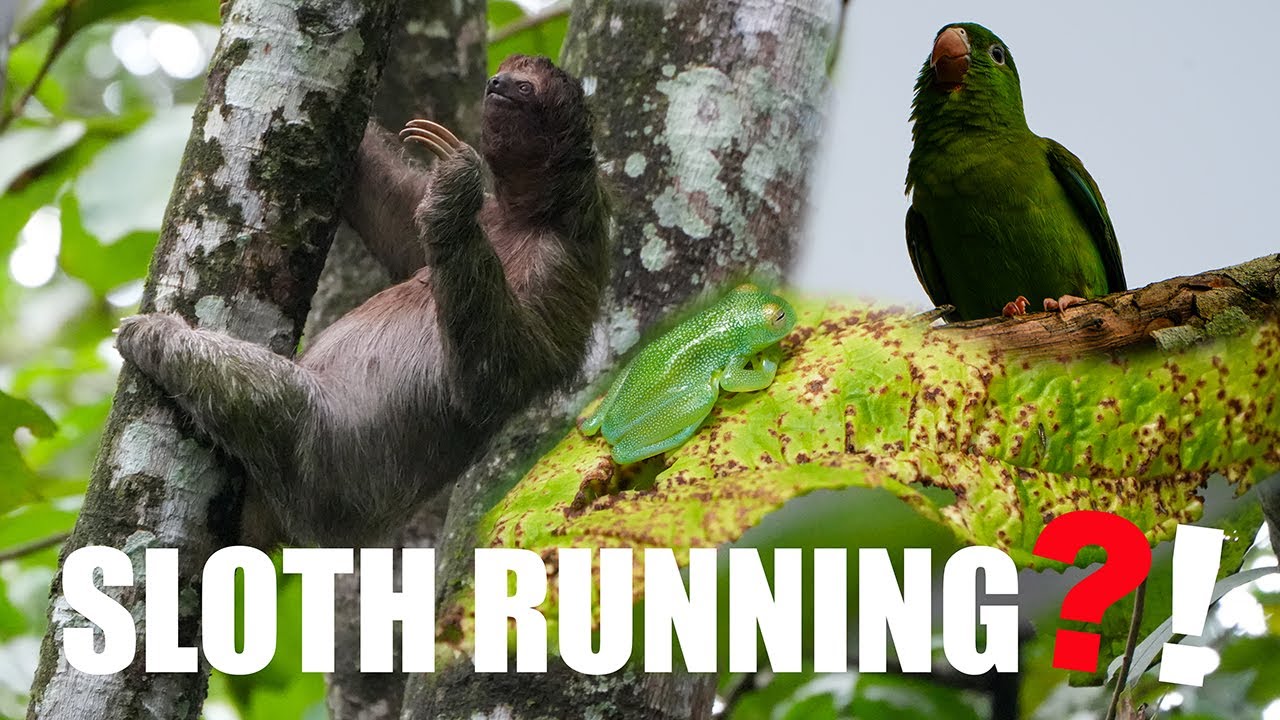 BEST Sloth Tour! Birds, Frogs, Leafcutter Ants, and More! La Fortuna ...