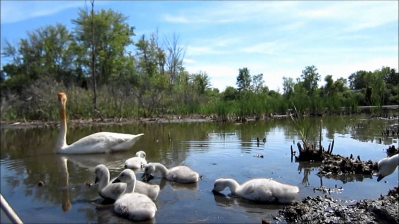 Trumpeter Swans in Plymouth Township, Michigan - YouTube