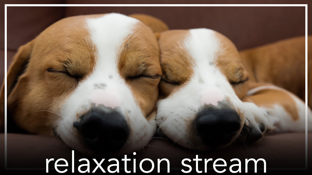 Relaxation Experience for Dogs - Relax My Dog Stress and Anxiety Tool ...