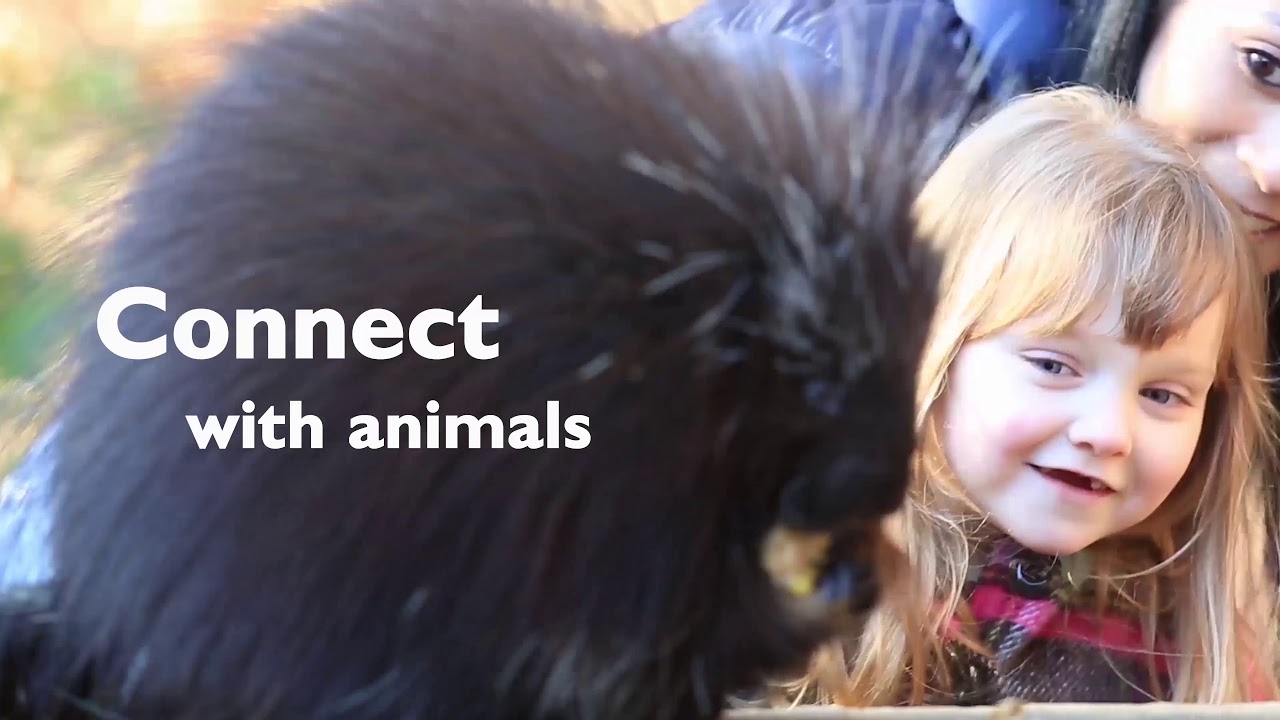 Have You Ever Connected with an Animal? - YouTube