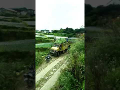 Cabbage harvesting & transportation /Benguet - YouTube
