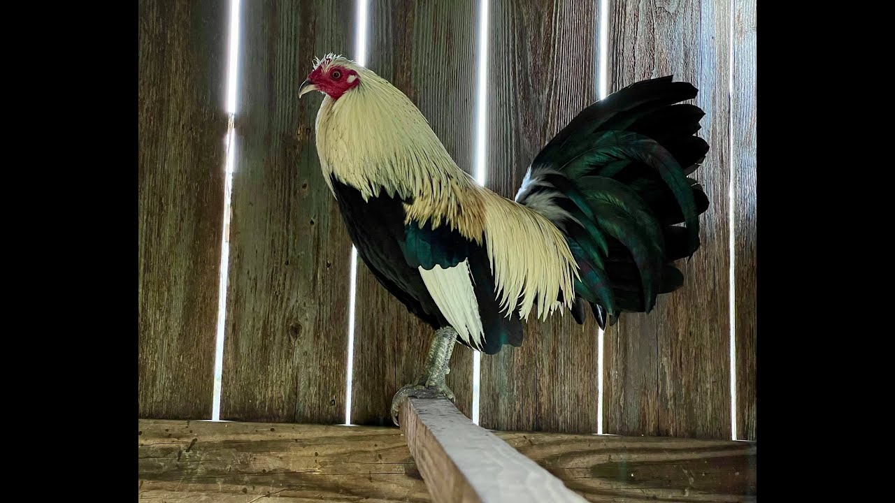 Grey Miniature Gamefowl - YouTube