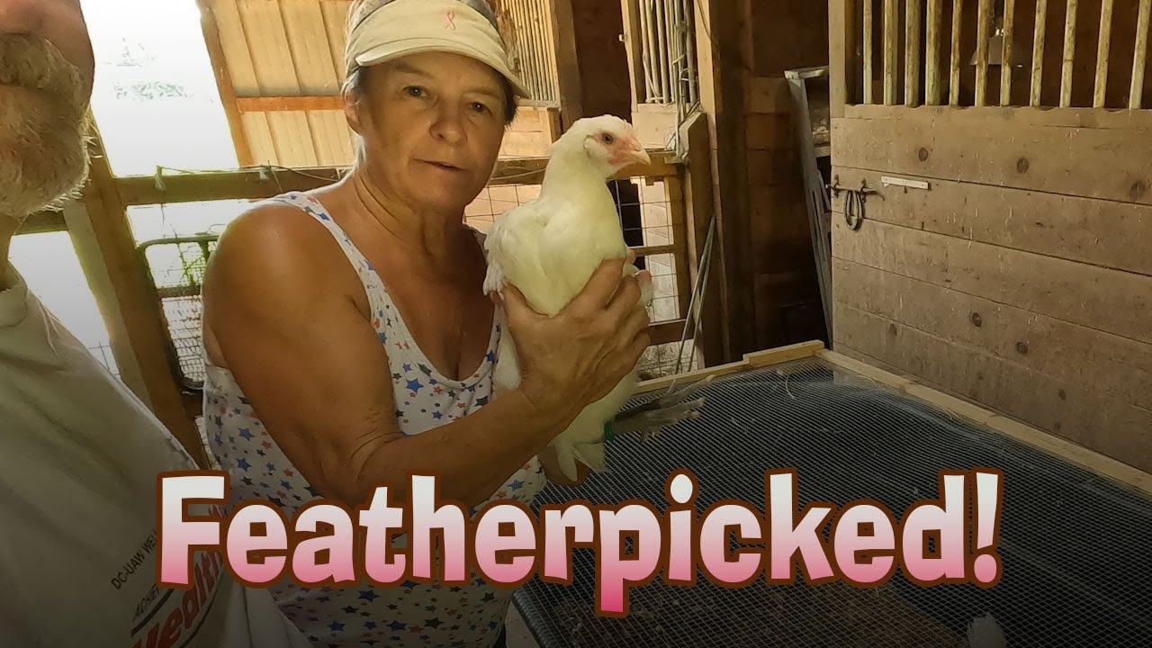 How To Safely Reintroduce A Feather-Picked Hen - YouTube
