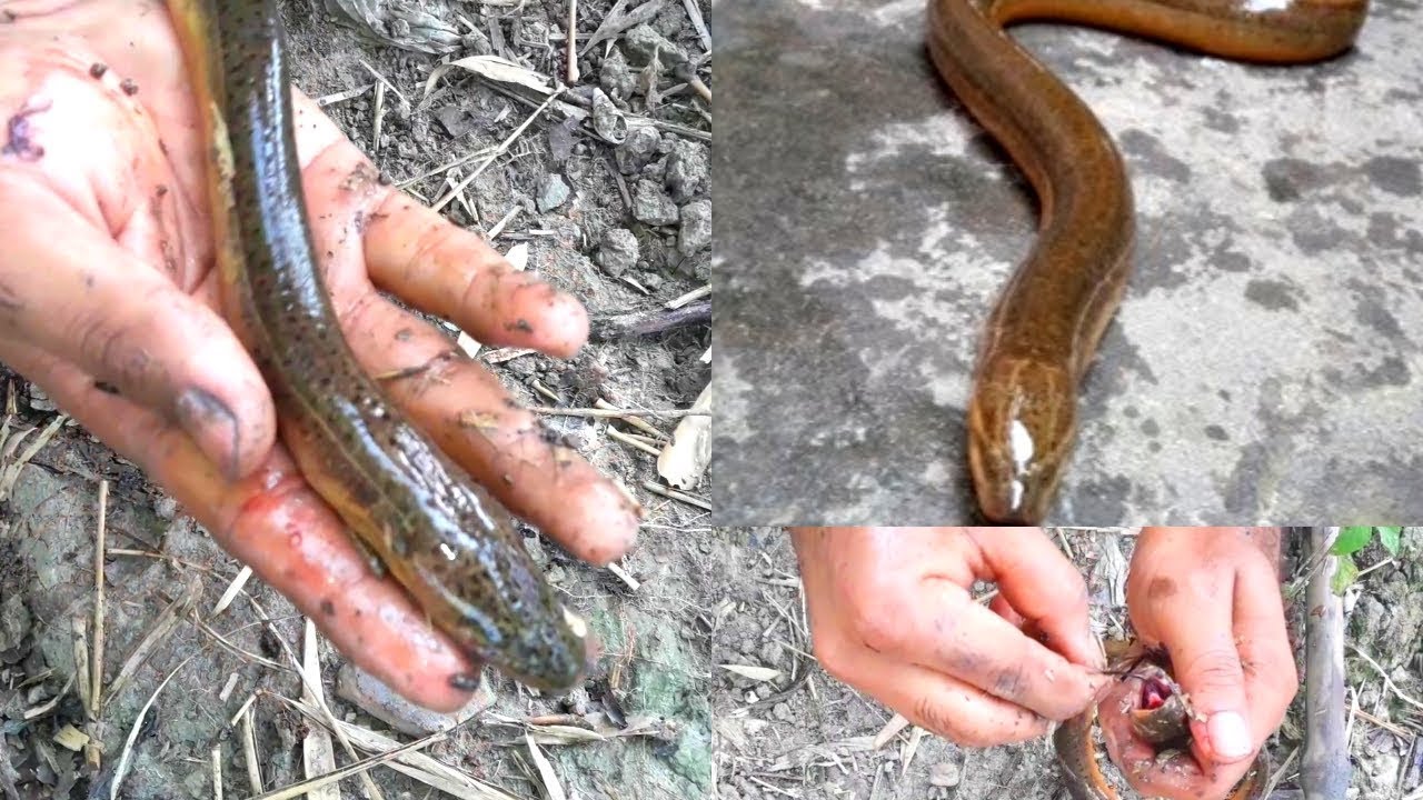 How to Catching Asian Swamp Eel Fish Very Simple Way | কুঁচিয়া মাছ ...