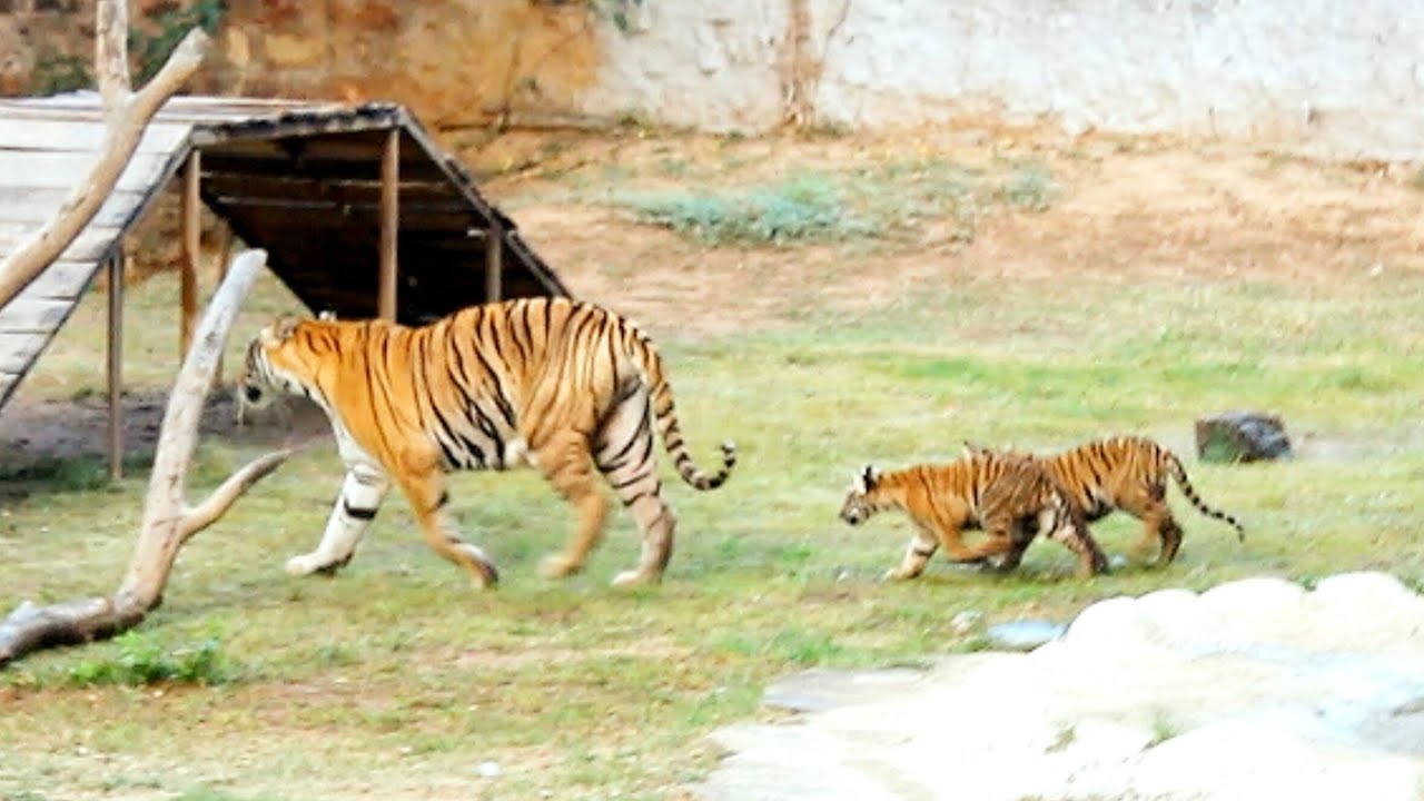 Mother tiger playing with her 60days Cubs | she is running fast in ...