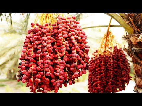 çölde Başar Tarihler Palmiye Yetiştirme - Tarihler Palmiye Çiftliği ve Hasat