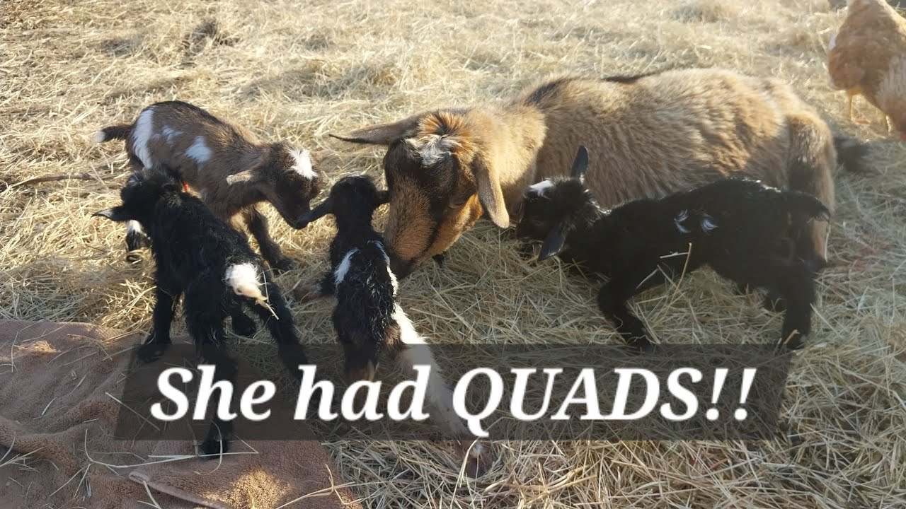 Nigerian Dwarf Birth - Demi's 2024 Birth Video - YouTube