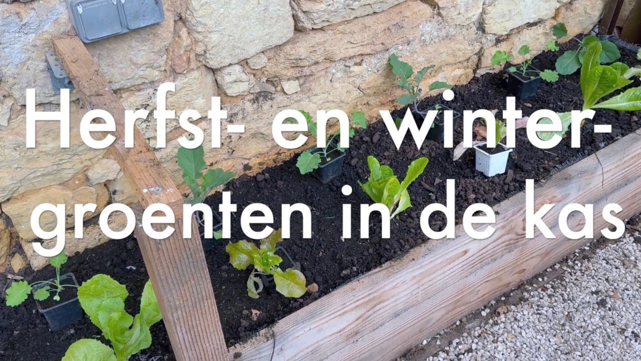 Ini's Moestuin #205 Zoete aardappel oogsten, nieuwe insecten en plagen ...