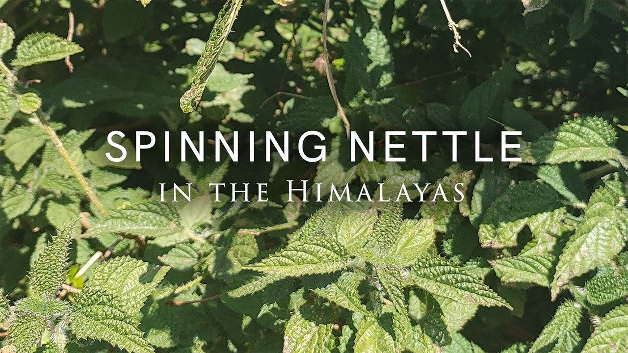Spinning Giant Nettle in the Himalayas - YouTube