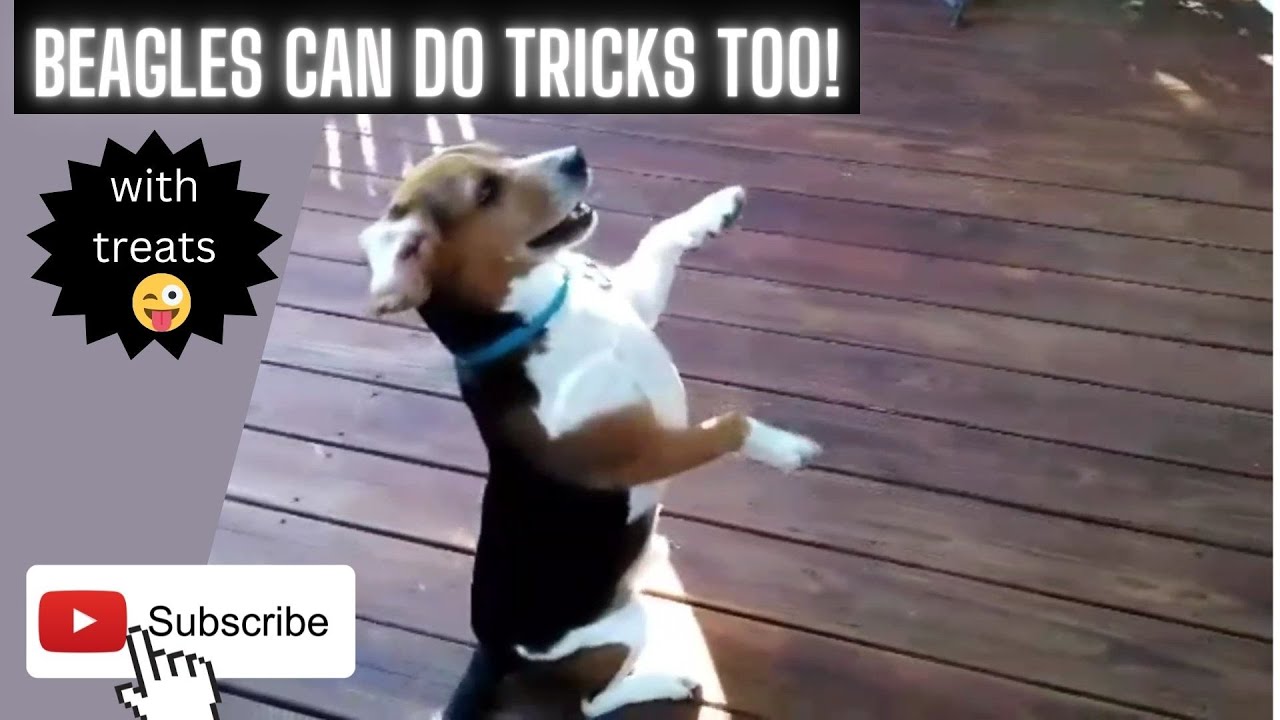Beagle plays dead and does other tricks...of course, with treats 😁 ...