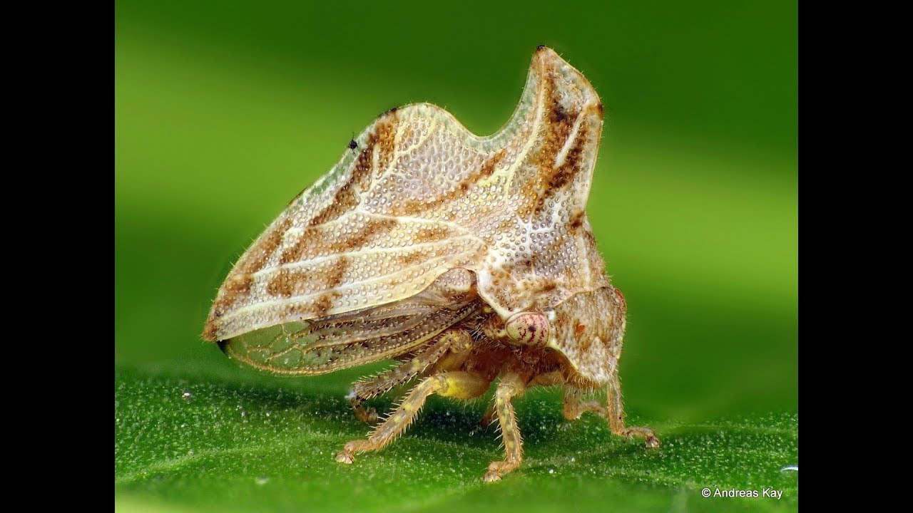 Tiny treehopper from Ecuador - YouTube