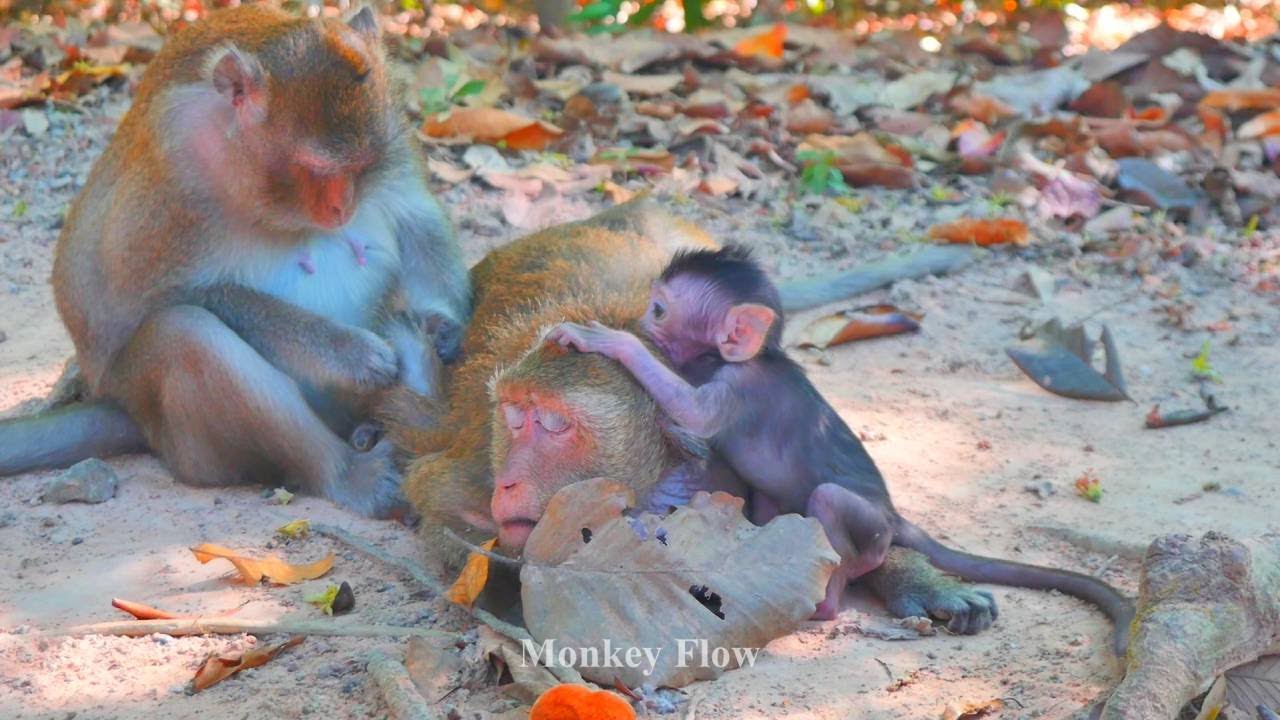 Arian is very sweet with mama old Toma and mom Anna | Anna grooming is ...
