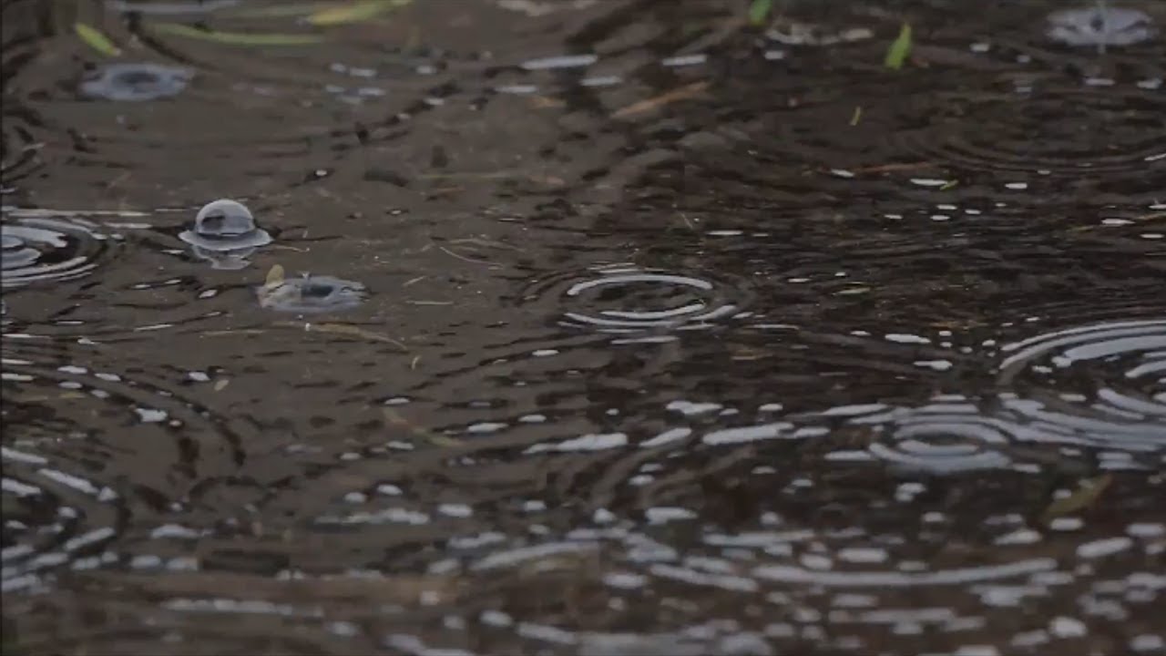 If You Like SOFT RAIN Watch This Video - YouTube