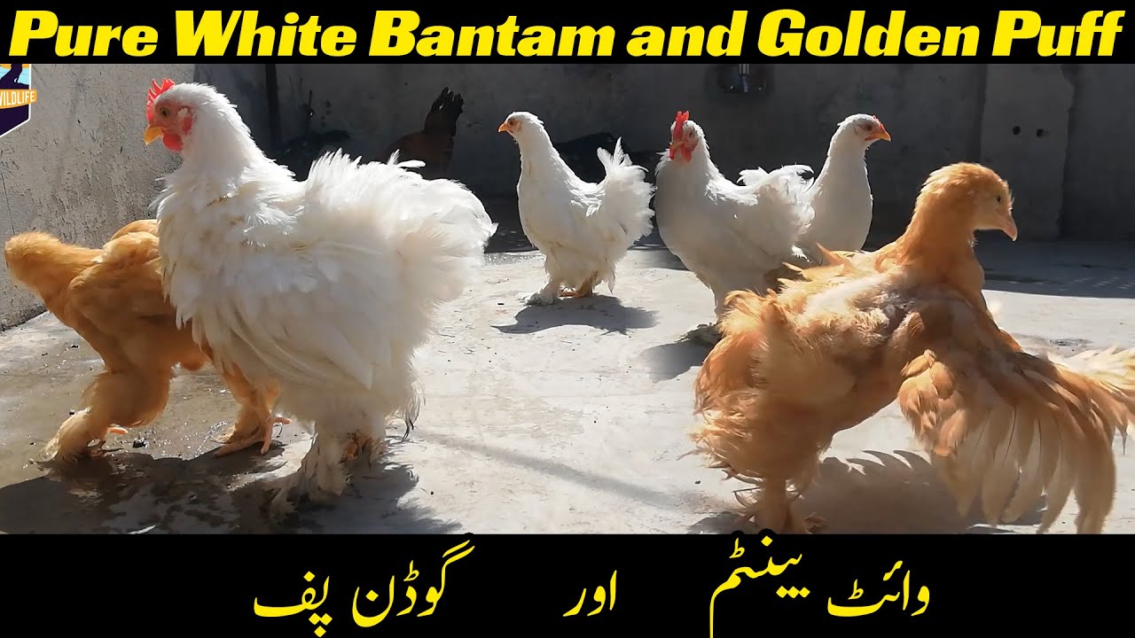 Golden Buff Chickens