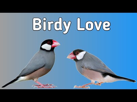 Java Sparrows Misty and Nightshade's Journey - YouTube