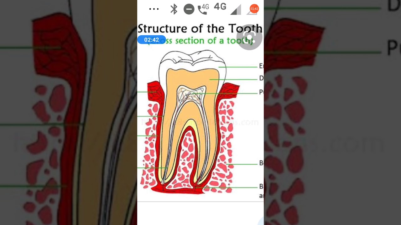 Nutrition in animals (structure of tooth)class 7 - YouTube