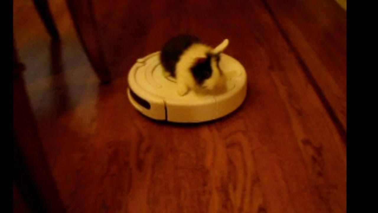 Cute Bunny Rides A Roomba - YouTube