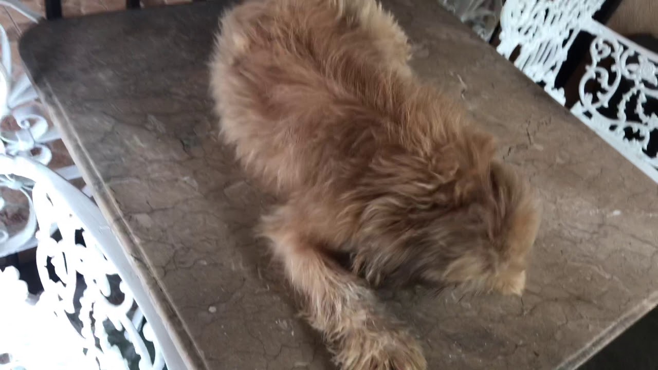 Bella liverline shi tzu x decka blue carrier 5th weeks of pregnant ...