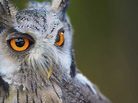 Güzel Kuşlar - Beautiful Birds 13