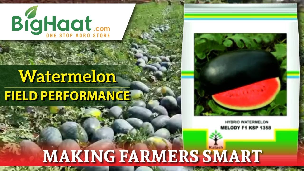 Melody Watermelon Field Performance | BigHaat - YouTube