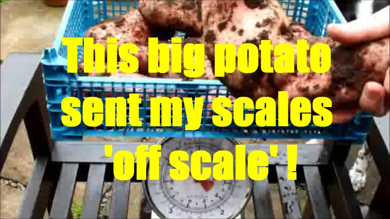 Massive potato takes the delivery 'off scale' Not the prettiest potato ...