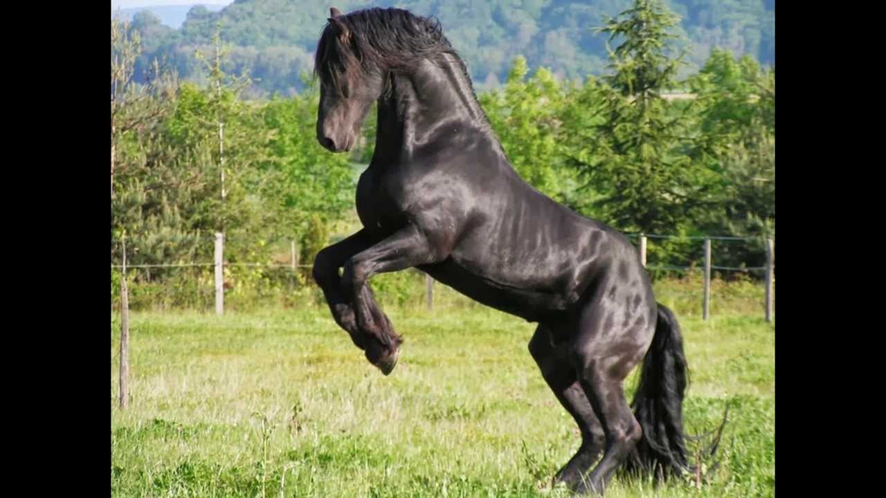 image de frison - YouTube