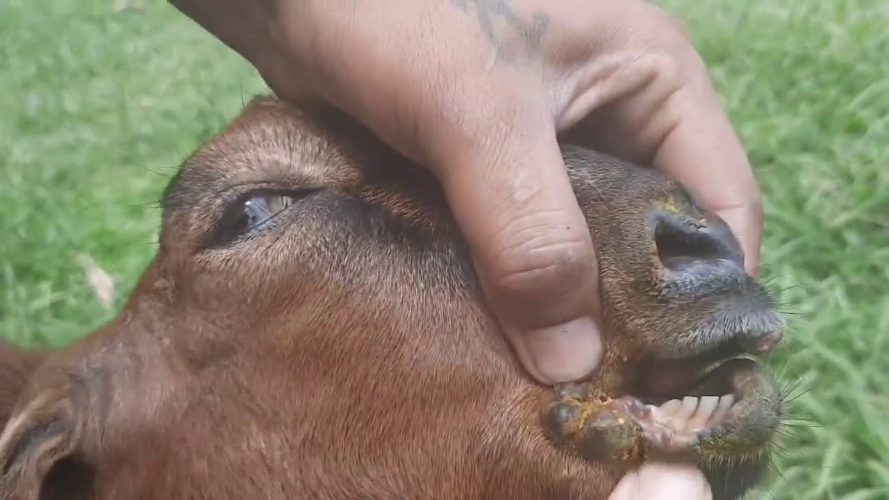Stomatitis in a goat affected with contagious pustular dermatitis/ orf ...