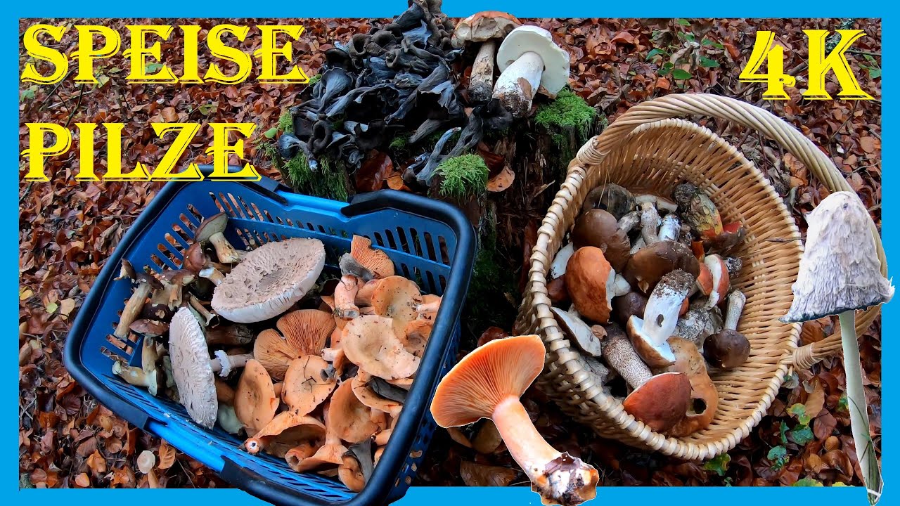 Pilze sammeln - Ein Wald voll Speisepilze: Birkenpilze, Reizker und ...