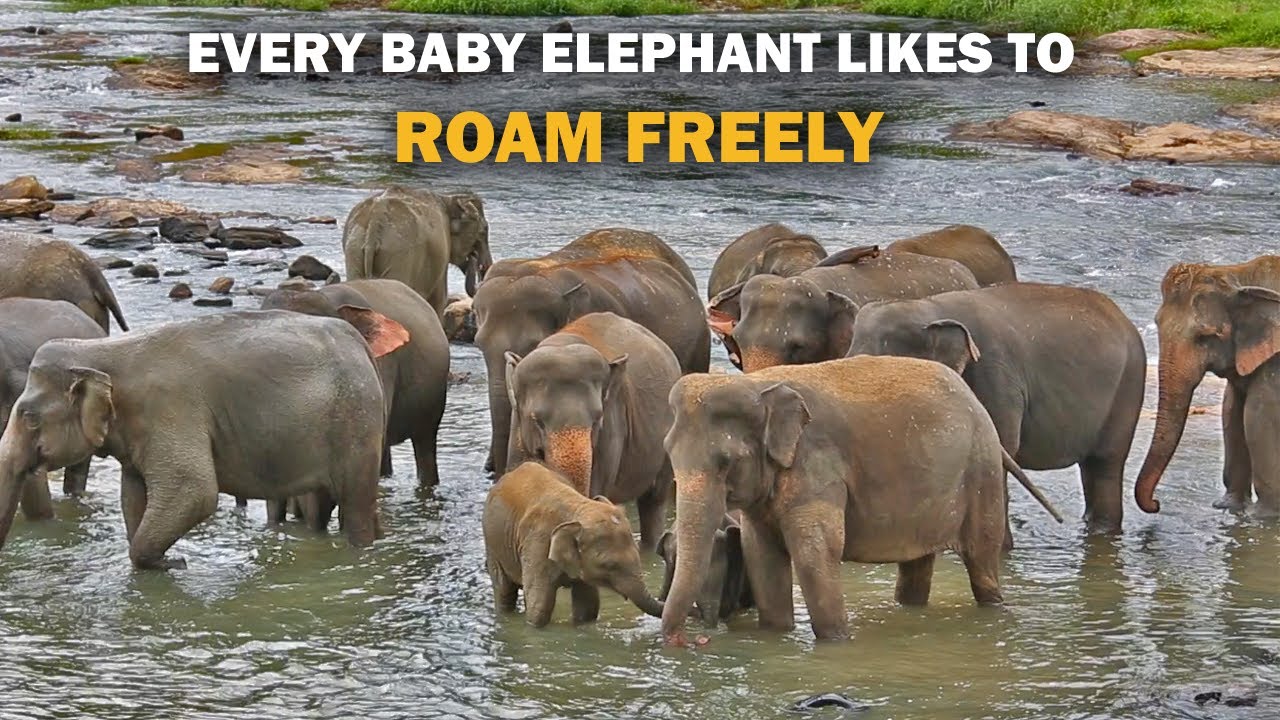 "Watch Elephants Swim and Play at Pinnawala Elephant Orphanage | Sri ...