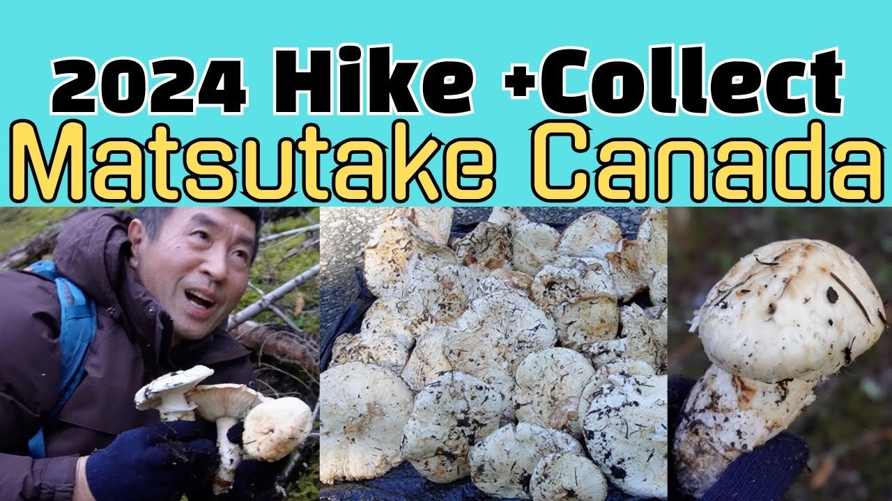 [Matsutake Canada 2024] Scenery, encounter, and collection Pine ...