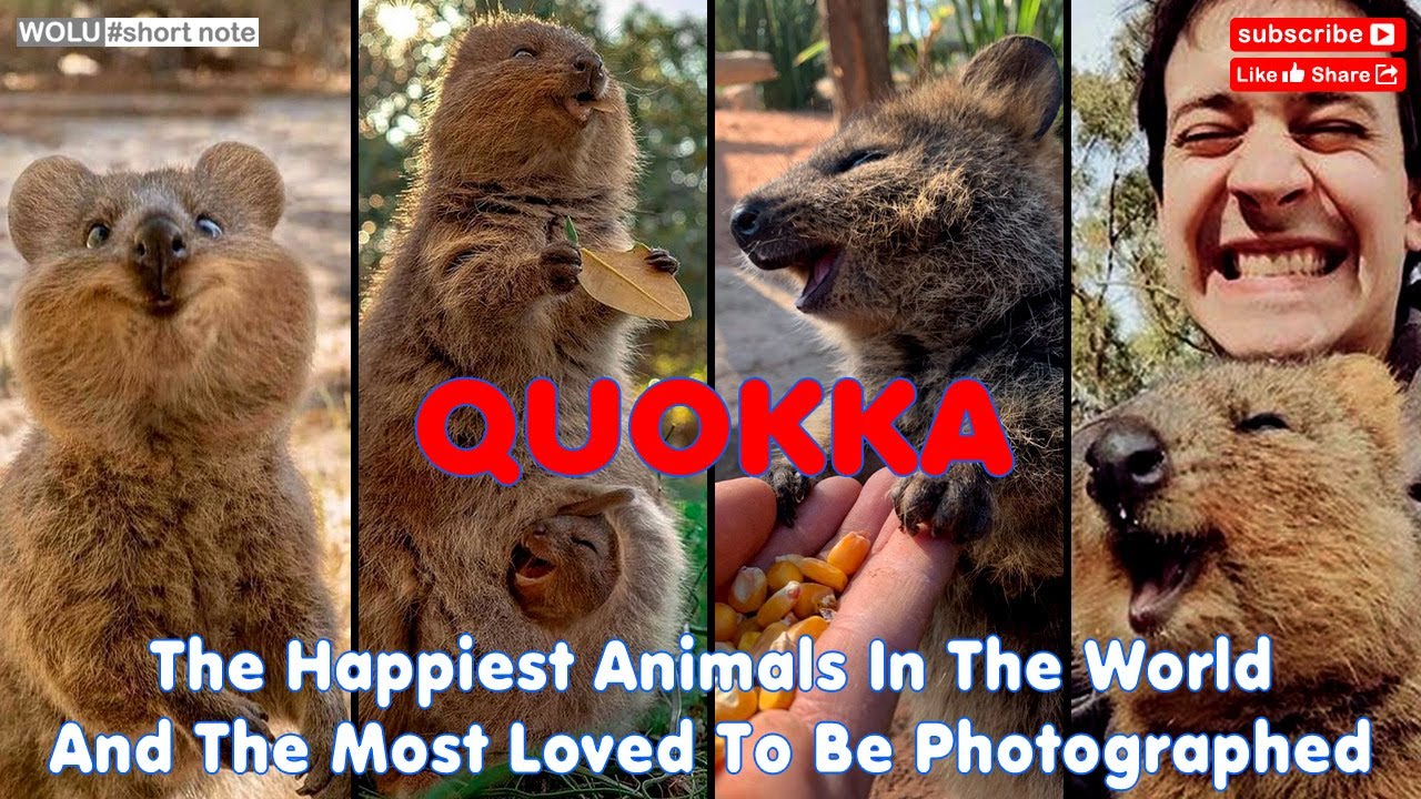 Quokka is the happiest animal in the world & the most loved to be ...