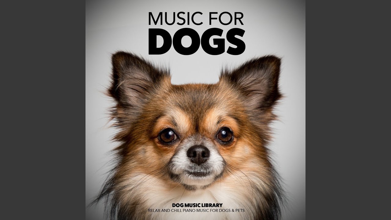 Chihuahua Music - YouTube